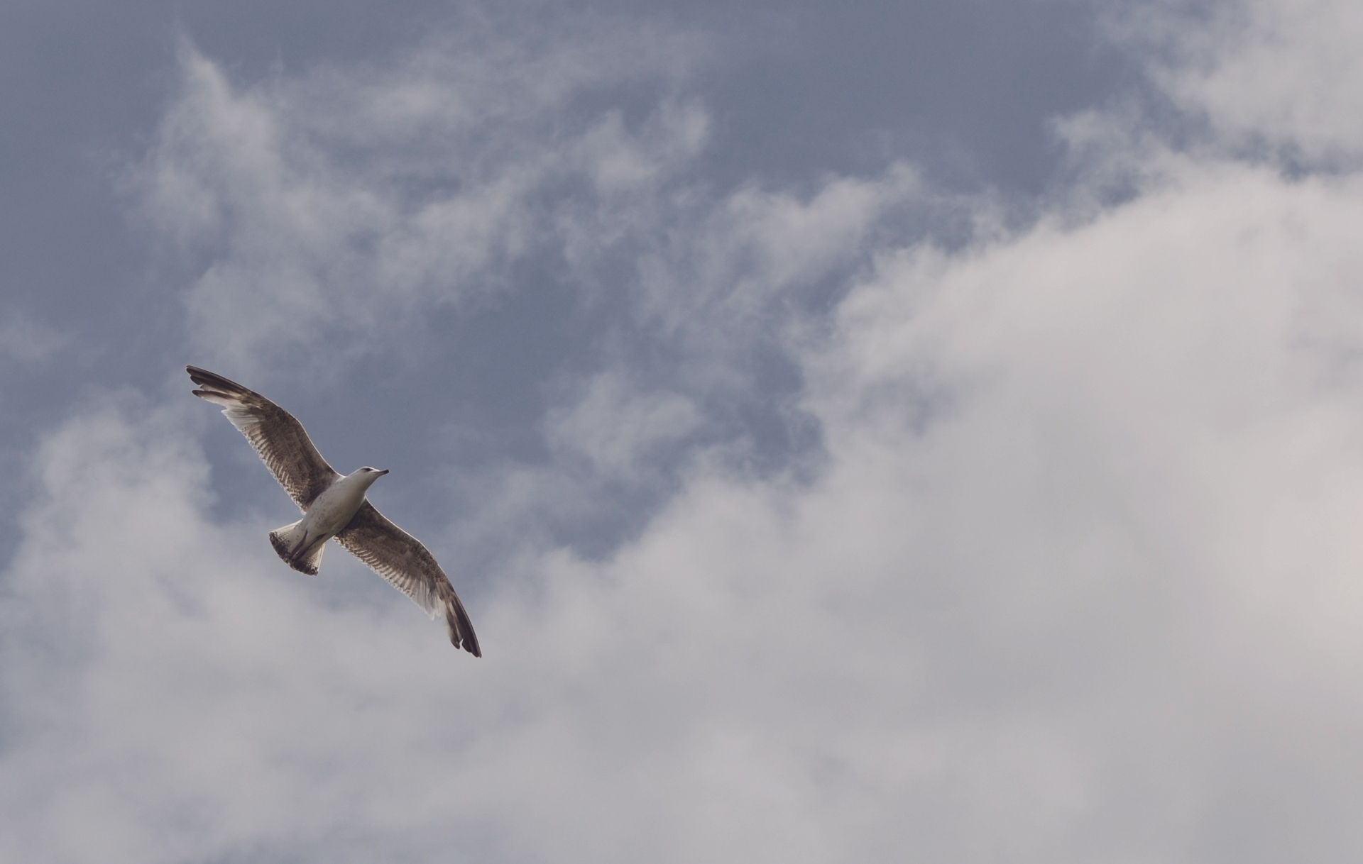 Triple Seven (777) | NIVIUK | Karpo Fly | Flymaster | ALFAPILOT | WEARDIRDS